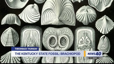 Throwback Thursday Kentuckys State Fossil The Brachiopod Wnky News 40 Television