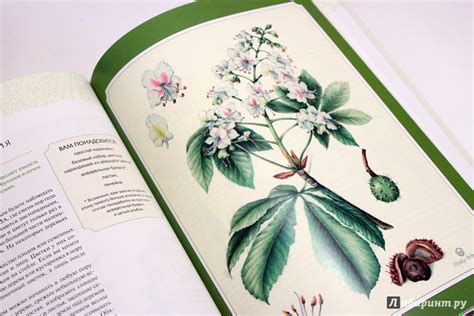 Книга Ботаническая иллюстрация Венди Холендер Купить книгу читать