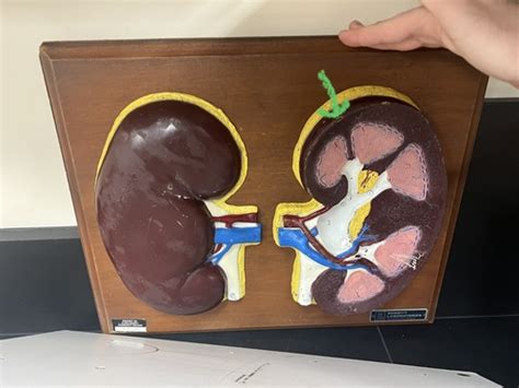 Biol 224 Lab 7 Key Terms And Definitions For Renal Anatomy
