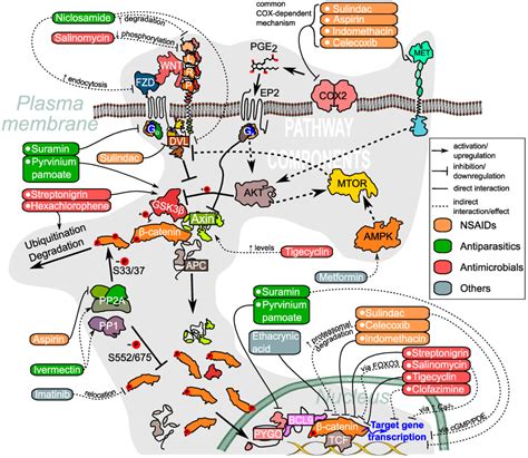 Cancers Special Issue Wnt Signaling In Cancer