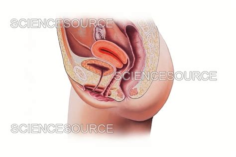 Female Reproductive System Unlabeled Diagram