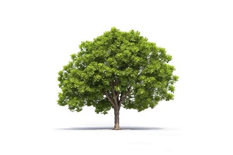Tree Render Stock Photos Images And Backgrounds For Free Download