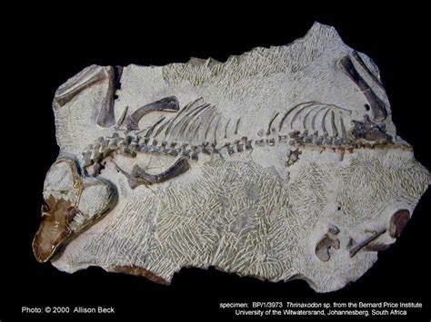 Fossils Cuddle Together At Stephanie Goddard Blog