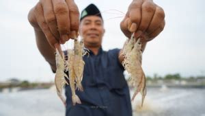 Budidaya Udang Dalam Tambak Teknik Dan Langkah Langkahnya