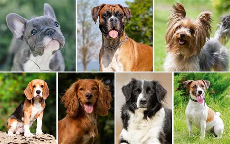 What Kind Of Dog Do I Want Dog Breeds Quiz Ummlr