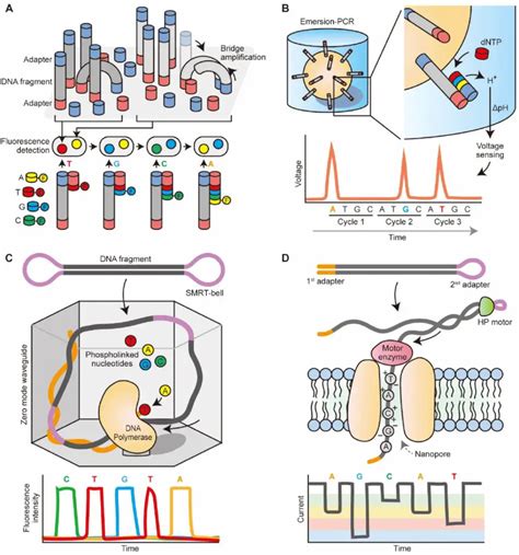 High Throughput Sequencing HTS Principle Steps Applications