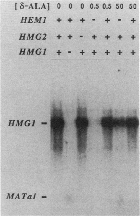 Rna Blot Hybridization Analysis Of Hmgi Mrna In Hemi Cells Polya