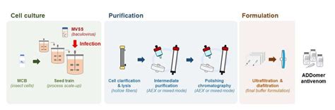 Scalable Gmp Compliant Process For Addomer Production Mcb Master