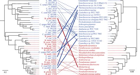 Phylogenetic Analysis Based On Multiple Presumably Functionally