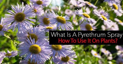 What Is A Pyrethrum Spray And How To Use It On Plants