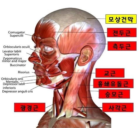 탈모해방 발모촉진 셀프건강법