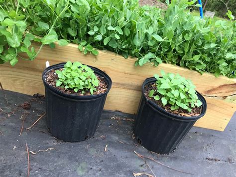 9a Catnip Against Aphids The Left Was Grown With Good Dirt The Right