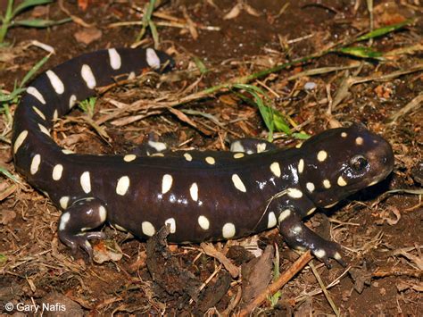 California Tiger Salamander Ambystoma Californiense