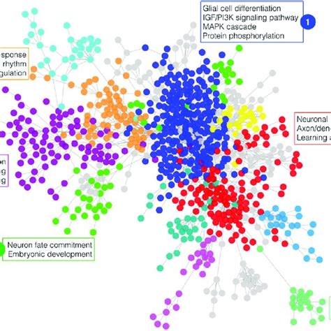 Functional Clusters In The Asd Brain Network Download Scientific Diagram