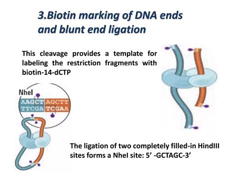 Chromatin Conformation Capture Pdf Chemistry Science