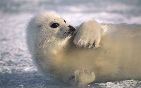 Seal Wallpapers Wallpaper Cave