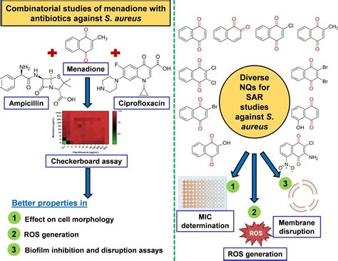 synergistic and additive effects of menadione in combination with