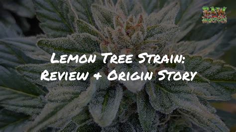 Gelonade Strain Review Origin Story Raw Genetics