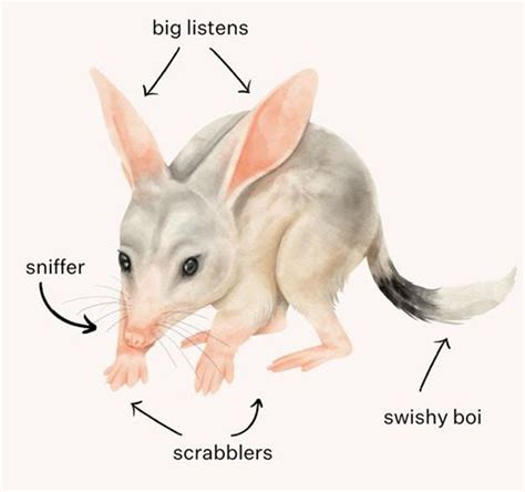 Threatened Bilbies To Receive Protection Plan