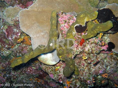 Photo Gallery Sponges Of Polynesia