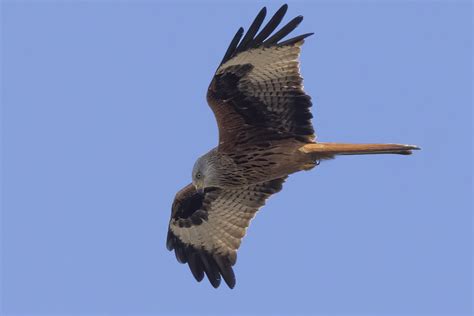 Red Kite  Birdforum