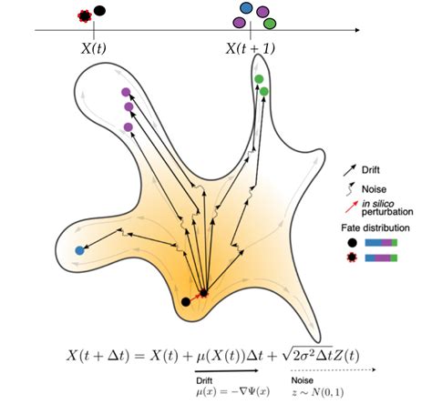 Generative Modeling Of Single Cell Population Time Series For Inferring Cell Differentiation
