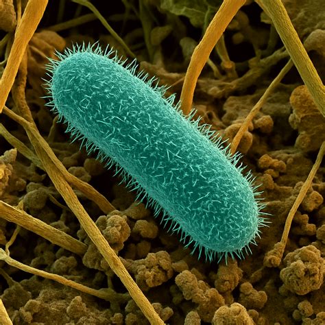 Bacillus Thuringiensis Allié Incontournable Pour Un Jardin Bio Florissant