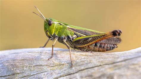 Два хеликоптера в Сандански и Петрич пръскат срещу марокански скакалци Nova