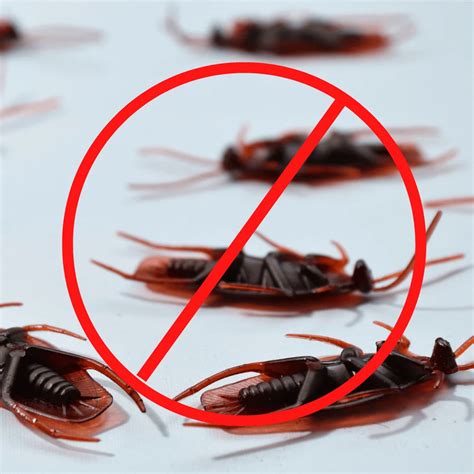 Cockroach Pest Control Service At ₹ 3sq Ft In Ahmedabad Id