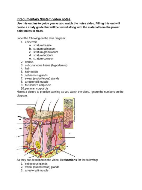 Integumentary System Video Notes Pdf