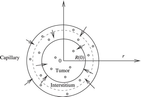 Schematic Of Solute Transfer To A Solid Tumour Download Scientific
