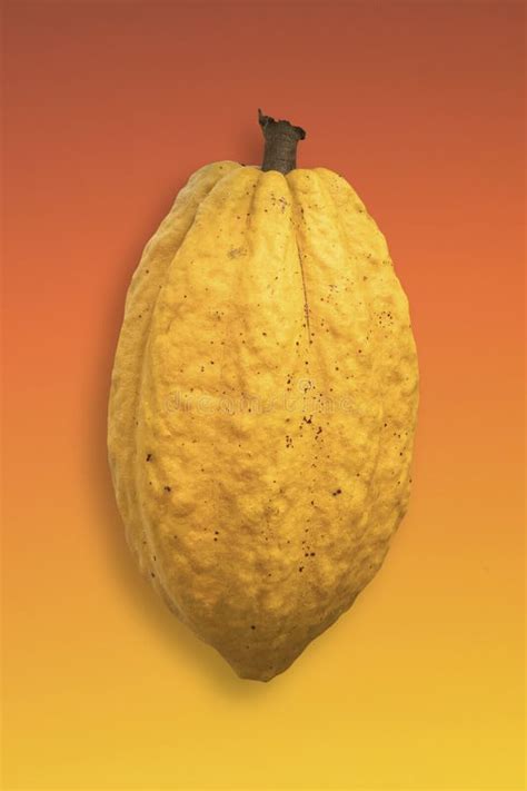 Yellow Cocoa Fruit Theobroma Cacao Isolated On Gradient Background