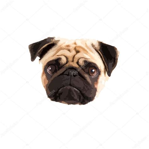 Pug Face Vector Stock Vector Image By ©nathan0834 62638861