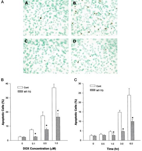 Detection Of Apoptotic Cells In Primary Cultures Panel A Detection Of
