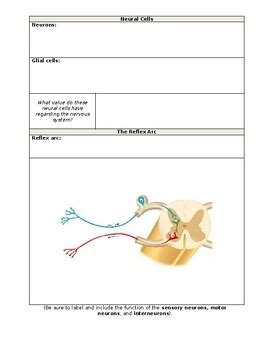 Unit Biological Bases Of Behavior Skeleton Notes Guide AP Psych