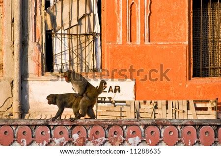 Two Monkeys Having Sex Jaipur Rajasthan India Stock Photo Shutterstock