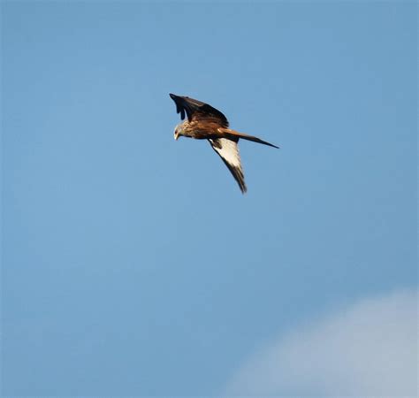 Milan Oiseau Rapace Oiseaux De Photo Gratuite Sur Pixabay Pixabay