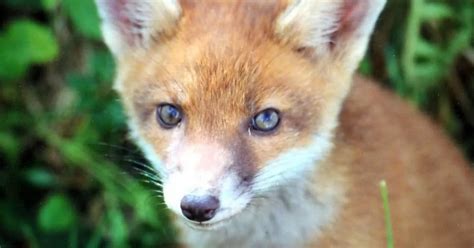 Fox Found Headless With Sex Toy In Its Bottom In Cheltenham Bristol Live