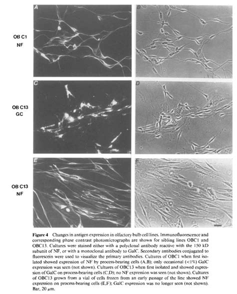 Immortalized Mouse Olfactory Bulb Cells Obc13 Applied Biological