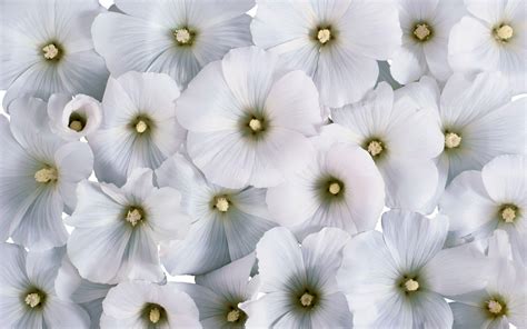 White Flower Hd Wallpapers Top Free White Flower Hd Backgrounds