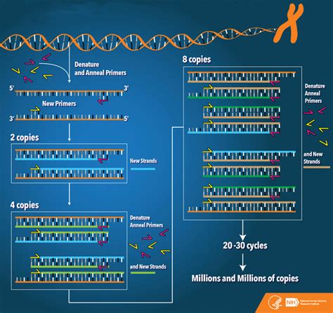 Figure 67 The Principle Of Exponential Amplification Rna The Epicenter Of Genetic