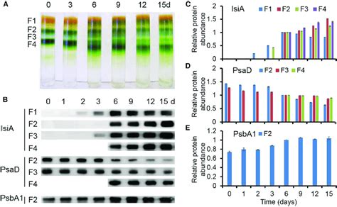 Sucrose Gradient Fractionation Of Thylakoid Protein Complexes And Download Scientific Diagram