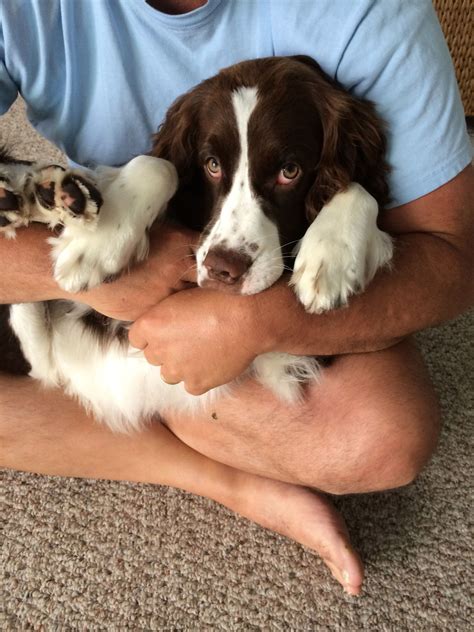 Adorable Springer Spaniel Puppy