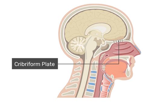 Cribriform Plate In Brain