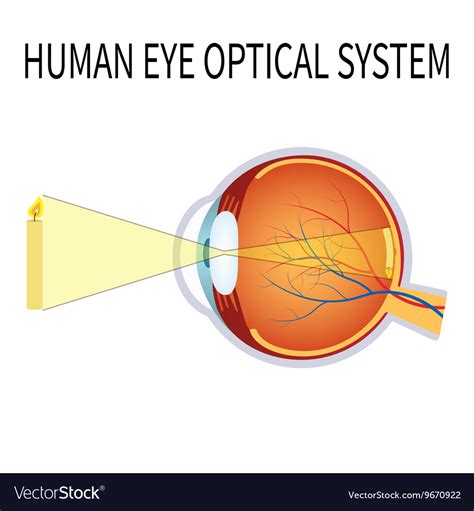 Optics Of Eye At Robert Suarez Blog