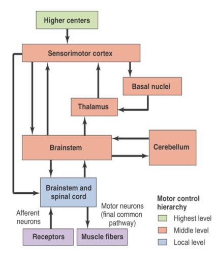physio lecture 5b reflexes flashcards quizlet