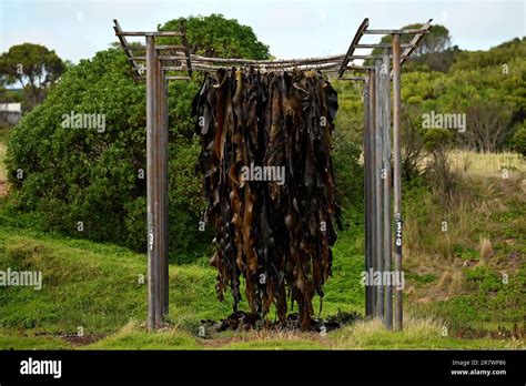 Stormcast Bull Kelp Is Seen Drying At The Kelp Industries Factory And