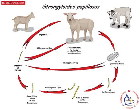 Ncsu Veterinary Parasitology