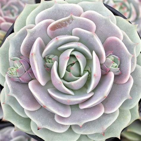 Echeveria 'Lola' - Mountain Crest Gardens