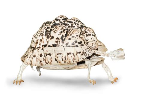 Can A Turtle Live Without Its Shell Scienceabc